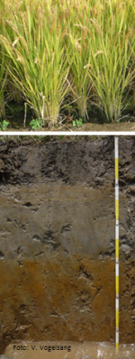 Focus | Soil Geography